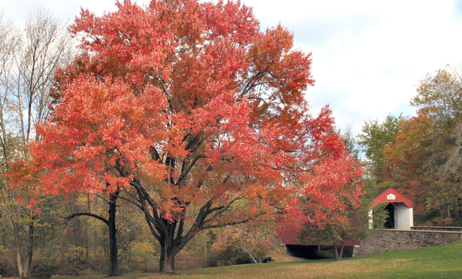 covered Bridge - New Britain Borough, Pennsylvania